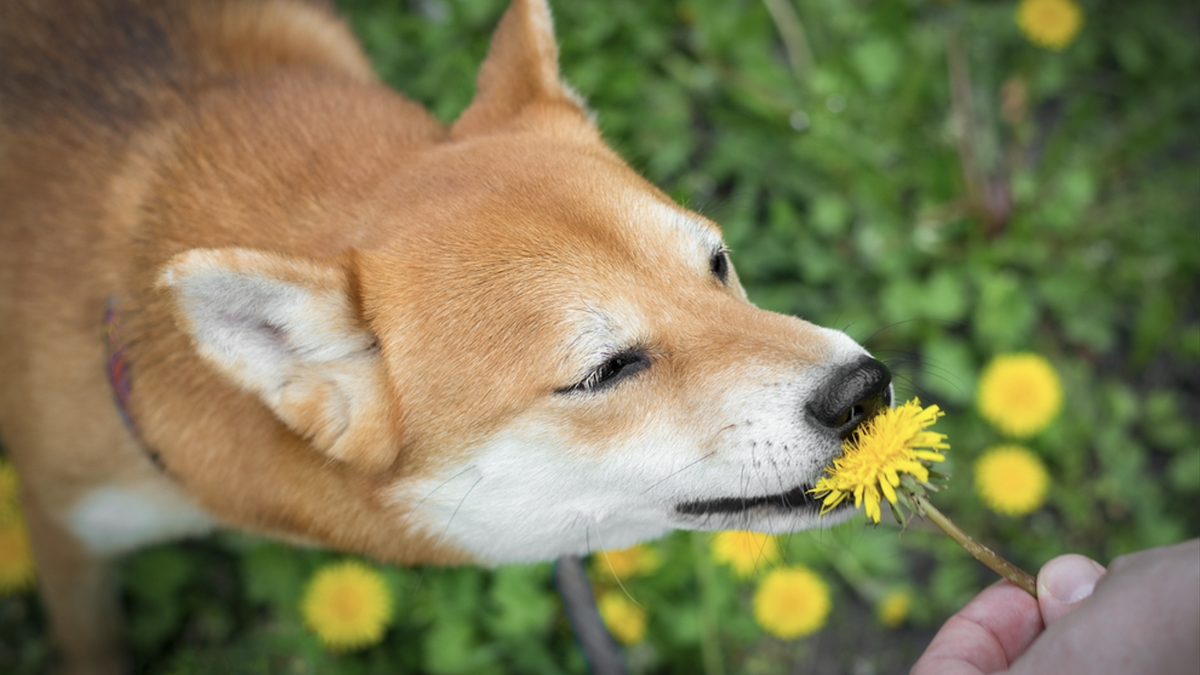 Estas son las plantas que sí puede comer tu perro