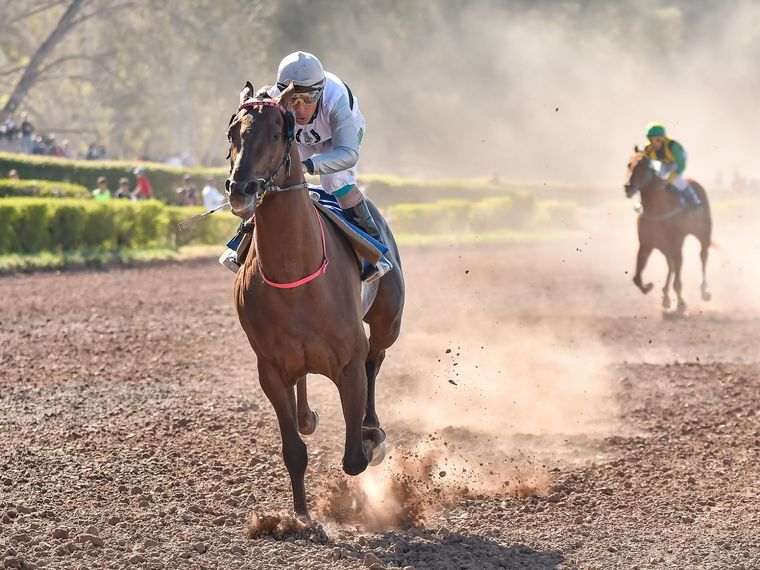 Piccolo Veloce quiere ser la figura del domingo en el Hipódromo provincial