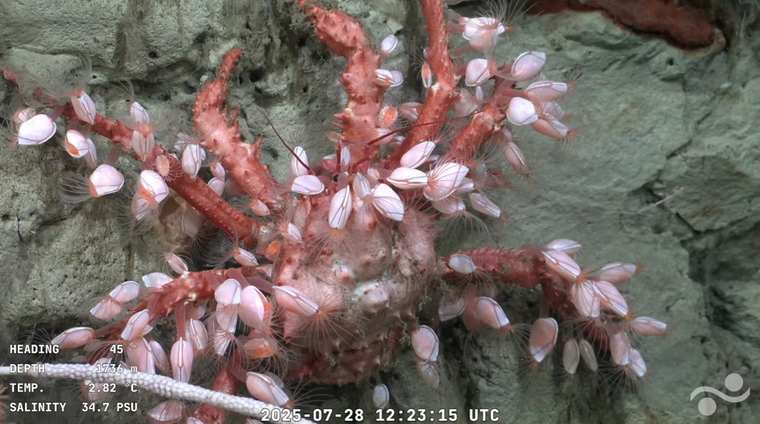 La viral expedición del Conicet a 3.900 metros de profundidad en Mar ...