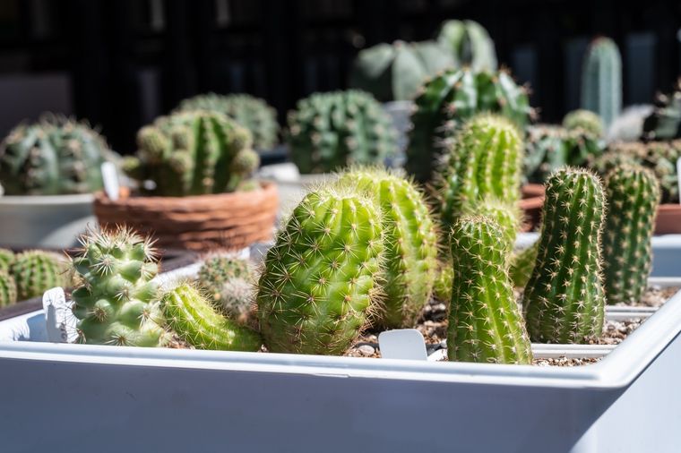 Mi suculenta o cactus se estiró: cuál es la razón y cómo remediarlo