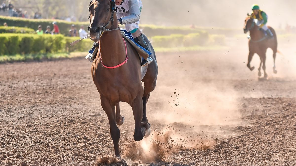 Stephen South, un proyecto de muy buen caballo