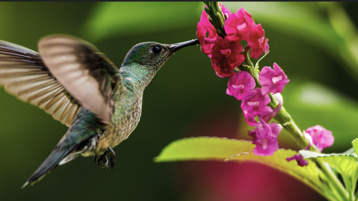 Jardinería: las plantas que hay que tener para recibir la visita de un ...