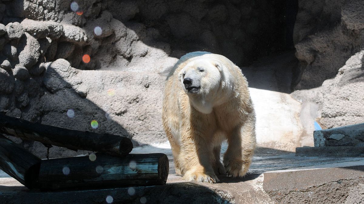 Cómo está ahora el oso Arturo