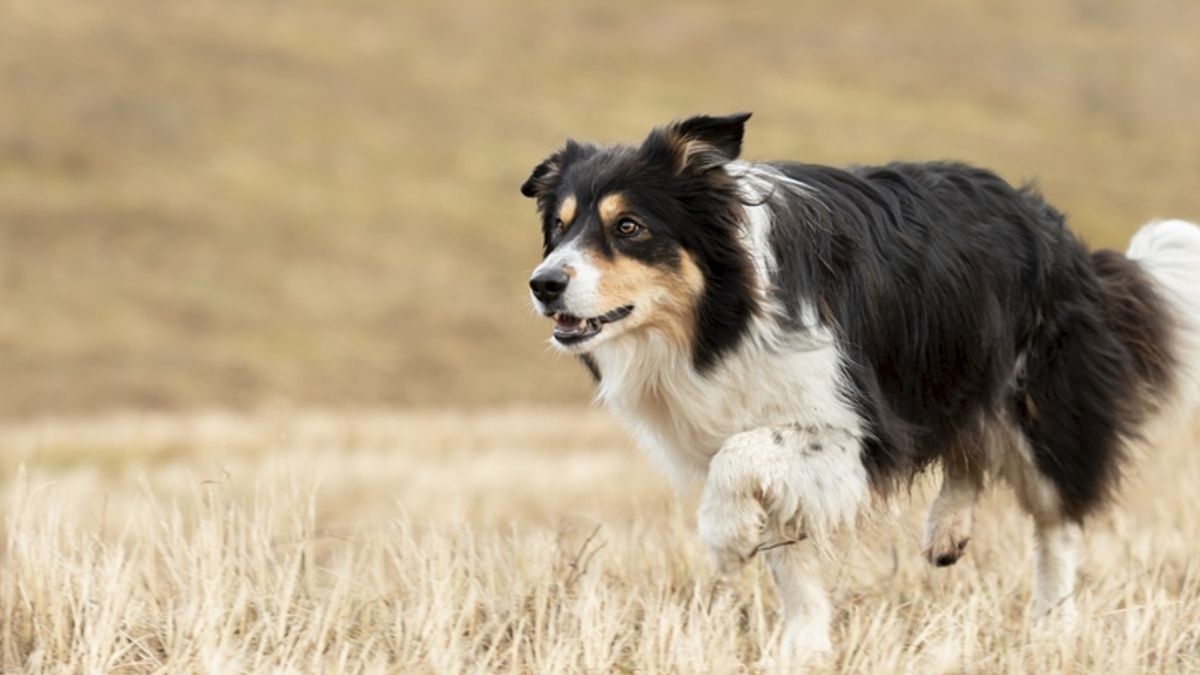 Todas las curiosidades de la raza Border Collie y porque es la más ...