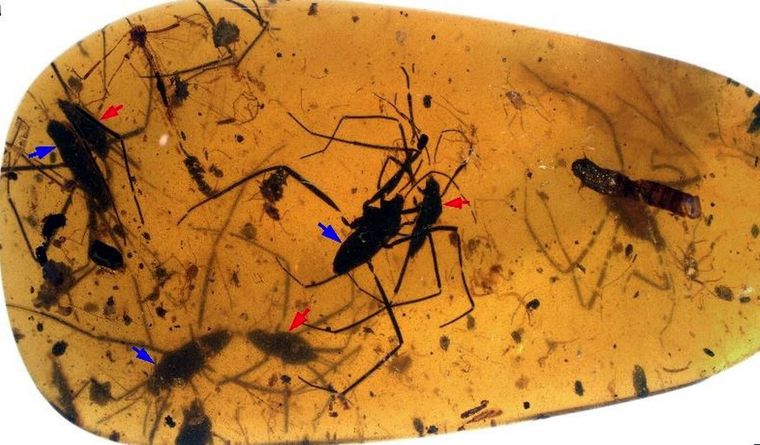 Inaudito descubrimiento: insectos copulando desde hace 100 millones de años