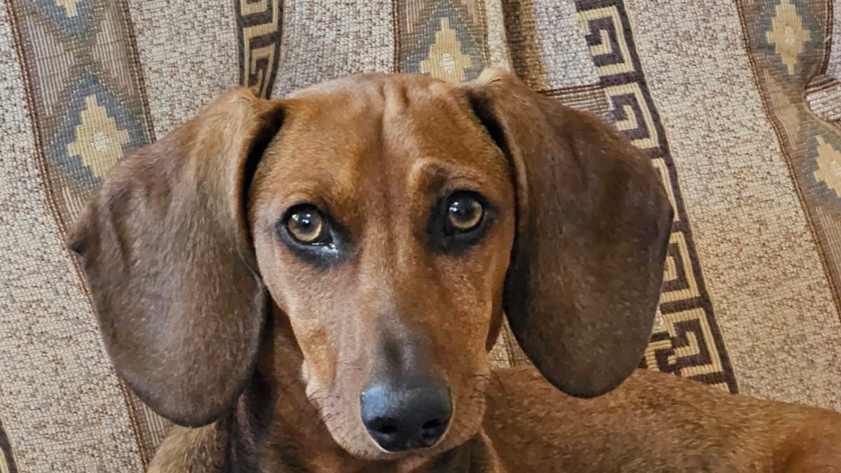 El truco definitivo contra la picazón del perro con un ingrediente de ...