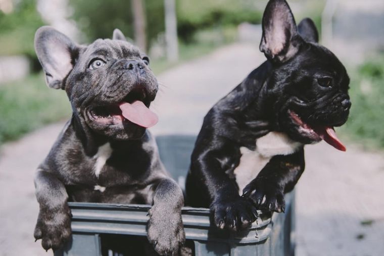 Asombrosas: estas son las 5 razas de perros más buscadas en Google