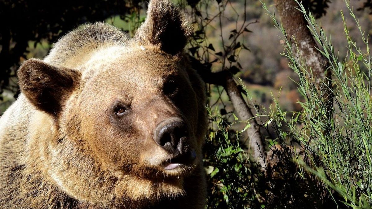 Video viral: un oso entró a una panadería y encaró hacia las empanadas