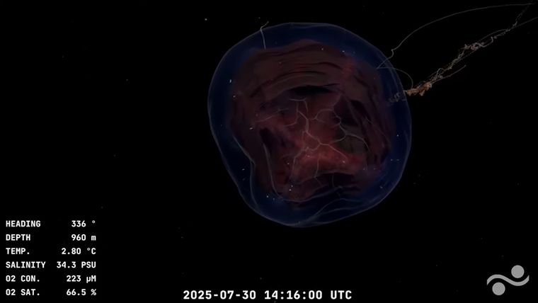 La viral expedición del Conicet a 3.900 metros de profundidad en Mar ...