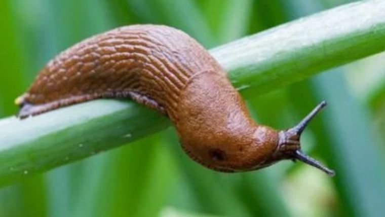 Interesante: qué significa que hayan babosas en tu casa