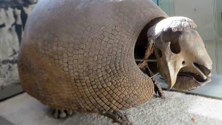 El destino inusual que tendrá el último gliptodonte descubierto en Mar del Plata