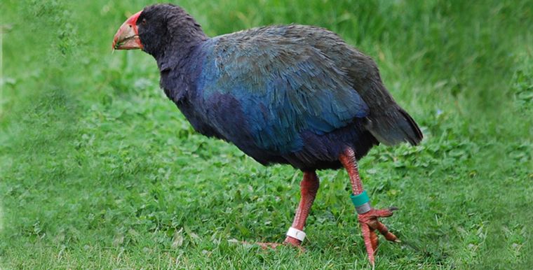 Hallazgo extraordinario: un ave prehistórica extinta resurge de sus cenizas