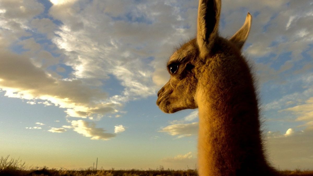 Explotaron los memes tras la frase de Patricia Bullrich sobre la ...