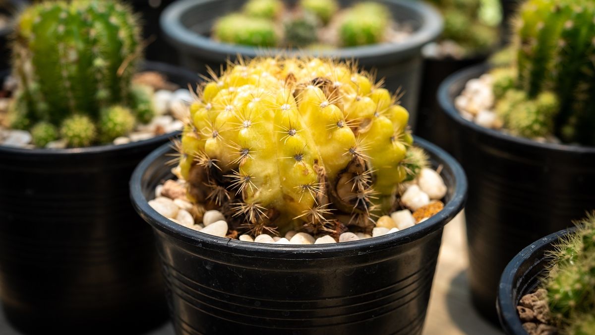 Simple y eficaz, usa este único ingrediente para revivir tu cactus ...