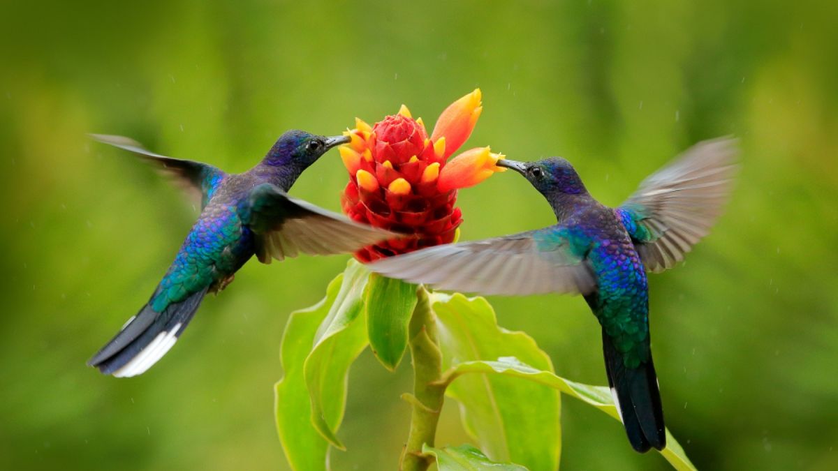 Interesante, conoce el significado de soñar con pájaros Interesante, conoce el significado de soñar con pájaros