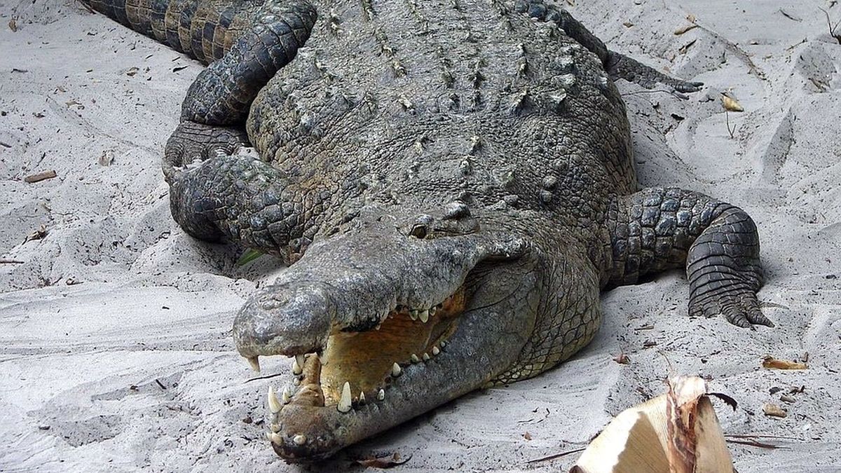 Un profeta bautizaba fieles en un río y terminó devorado por cocodrilos