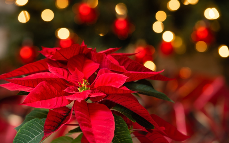 Flor de nochebuena: la historia de cómo se convirtió en un ícono de la ...