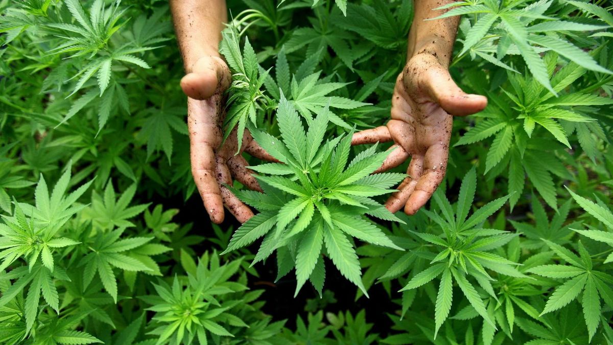 Sabías Que La Marihuana Es La Droga Más Consumida Del Mundo