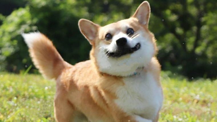 Desgarrador: fallece Gen, el famoso perro corgi protagonista de miles ...