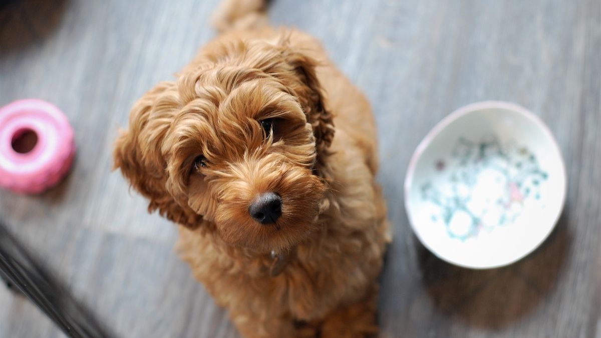 Tips para ahorrar dinero en el cuidado de tus mascotas