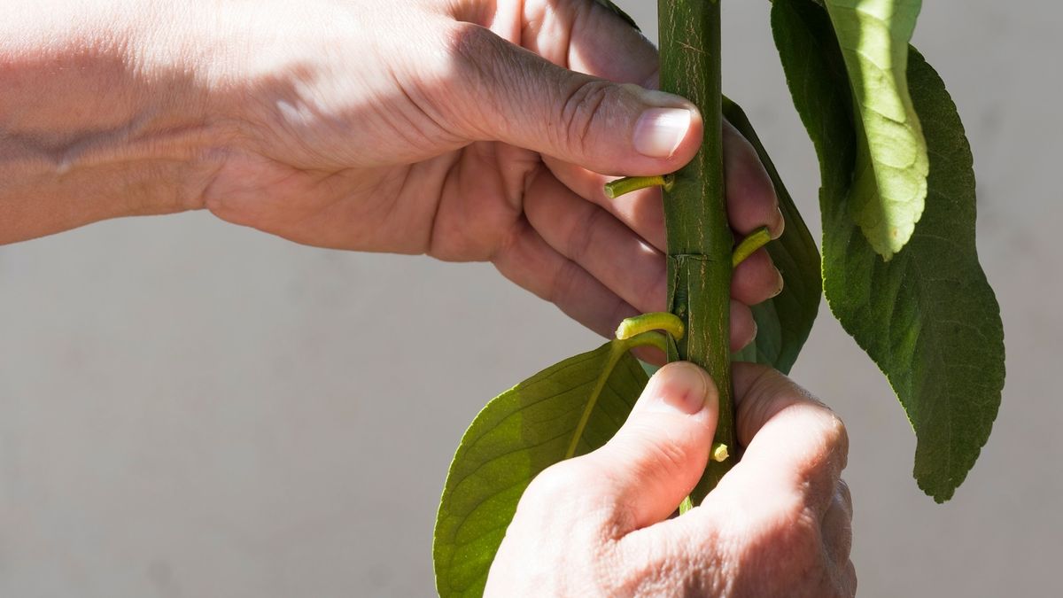 Los tips definitivos para hacer tu propio injerto de limonero en el jardín