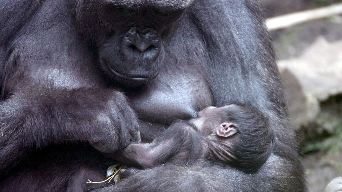 Hallazgo: dos pequeños grandes simios cohabitaron hace 11 millones de años