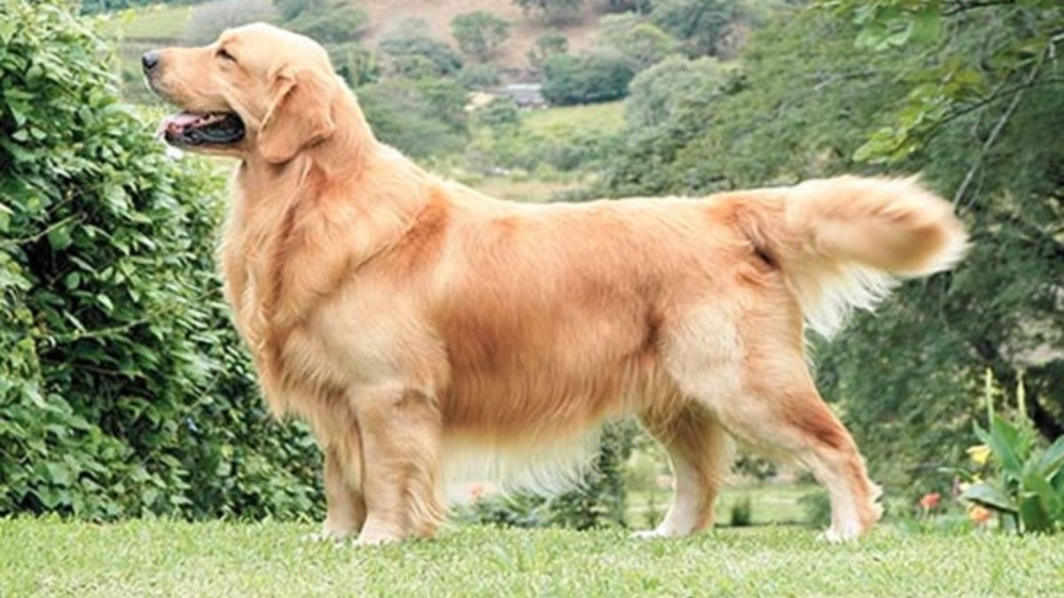 El video viral del Golden Retriever que se relaja como un humano y ...