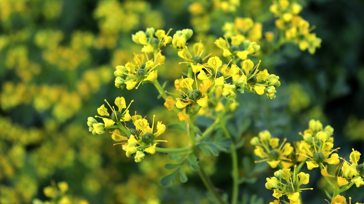 Oro puro para el jardín: conoce las propiedades medicinales de la ruda ...