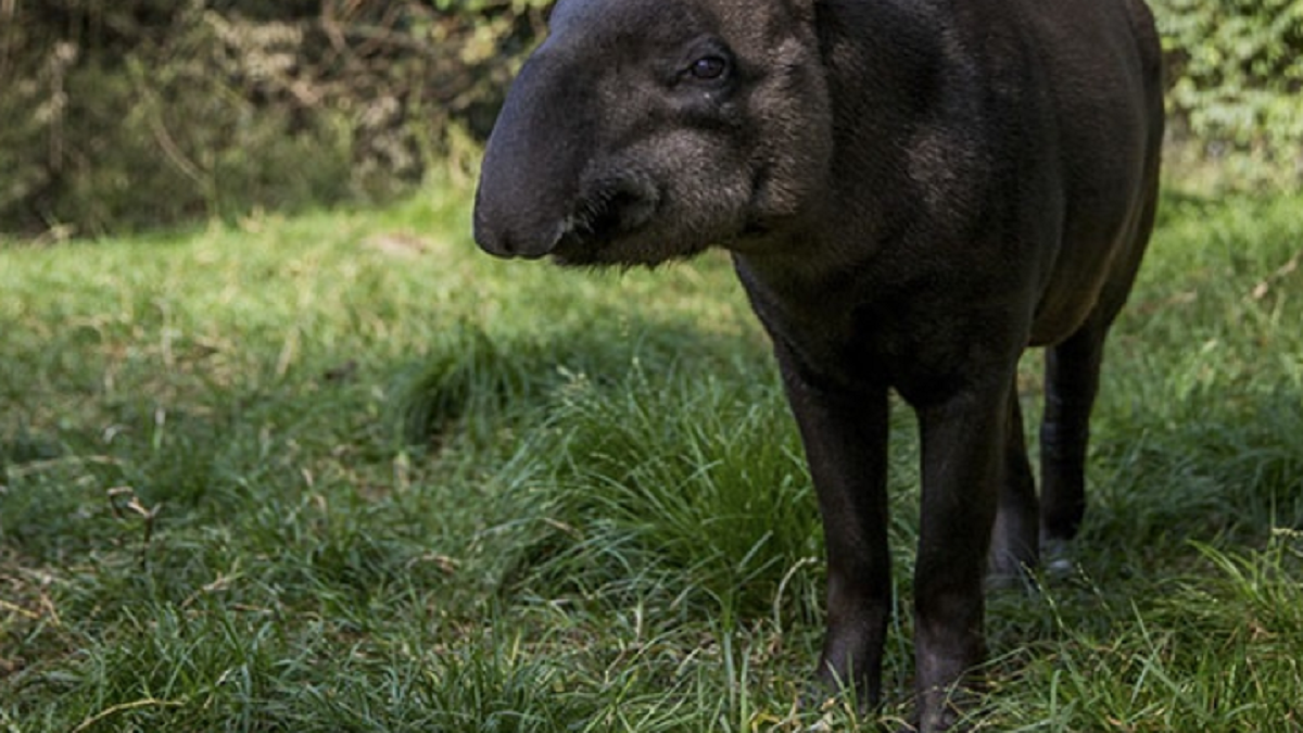Cuál es el mamífero que desde hoy es considerado Monumento Natural jujeño