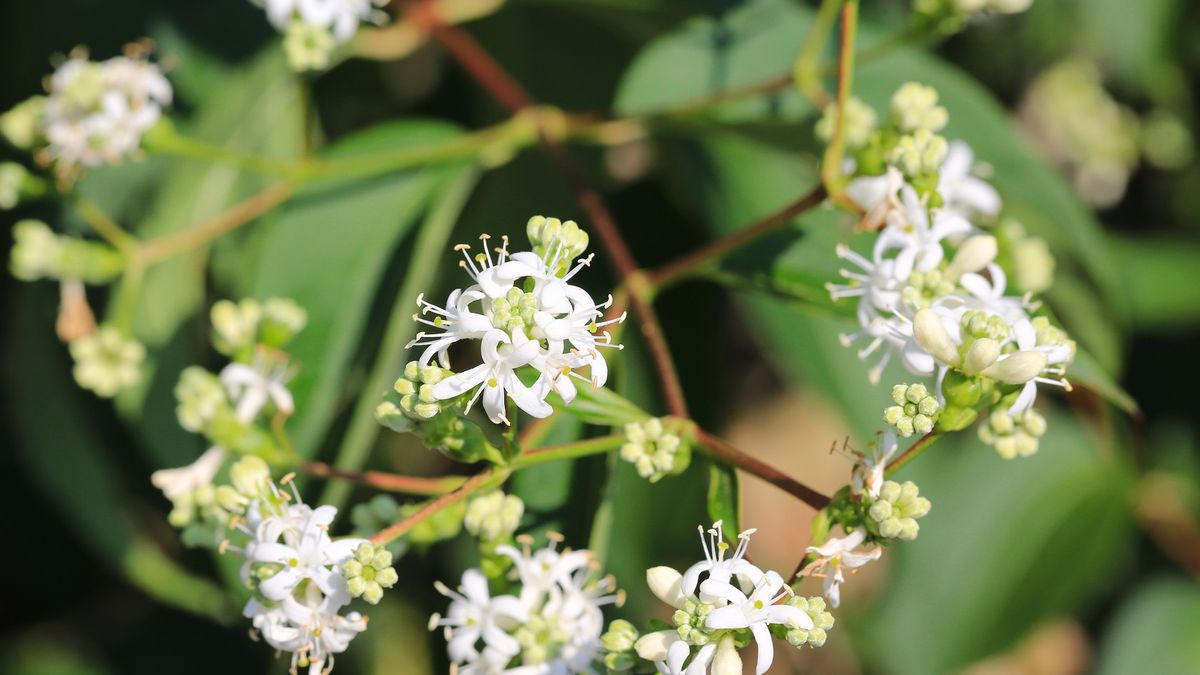 Jardín: pocos lo conocen y enamora: así es el árbol que resiste todo el año