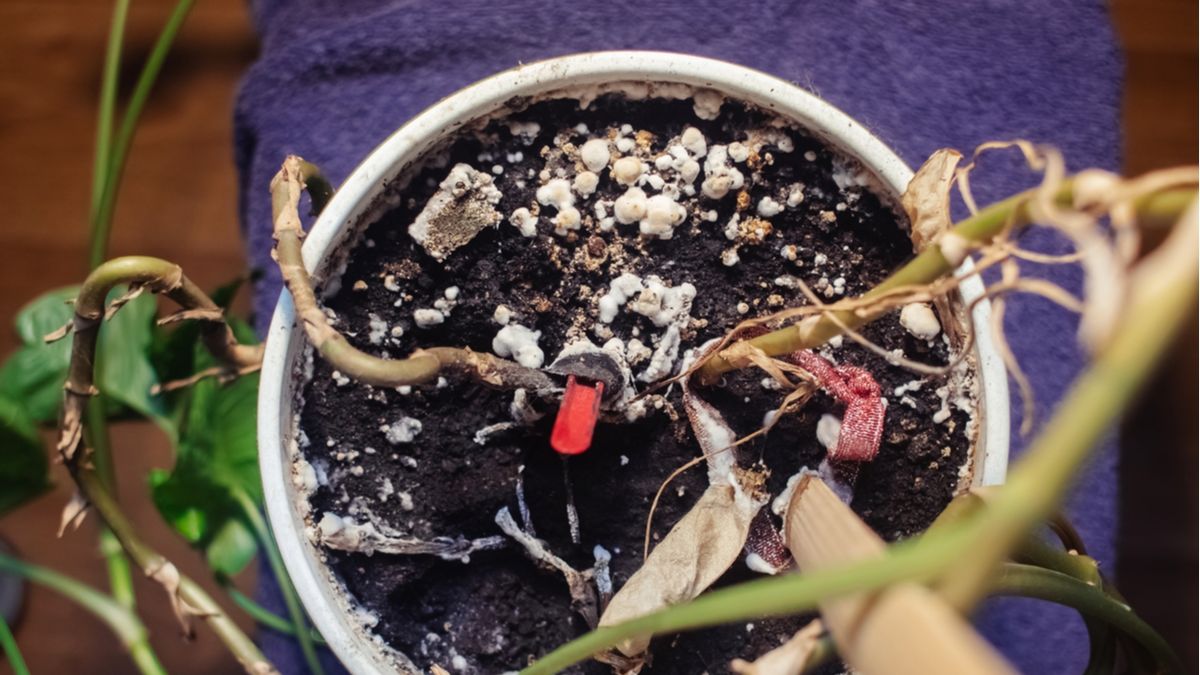Qué es el moho blanco que crece en las plantas y cómo eliminarlo