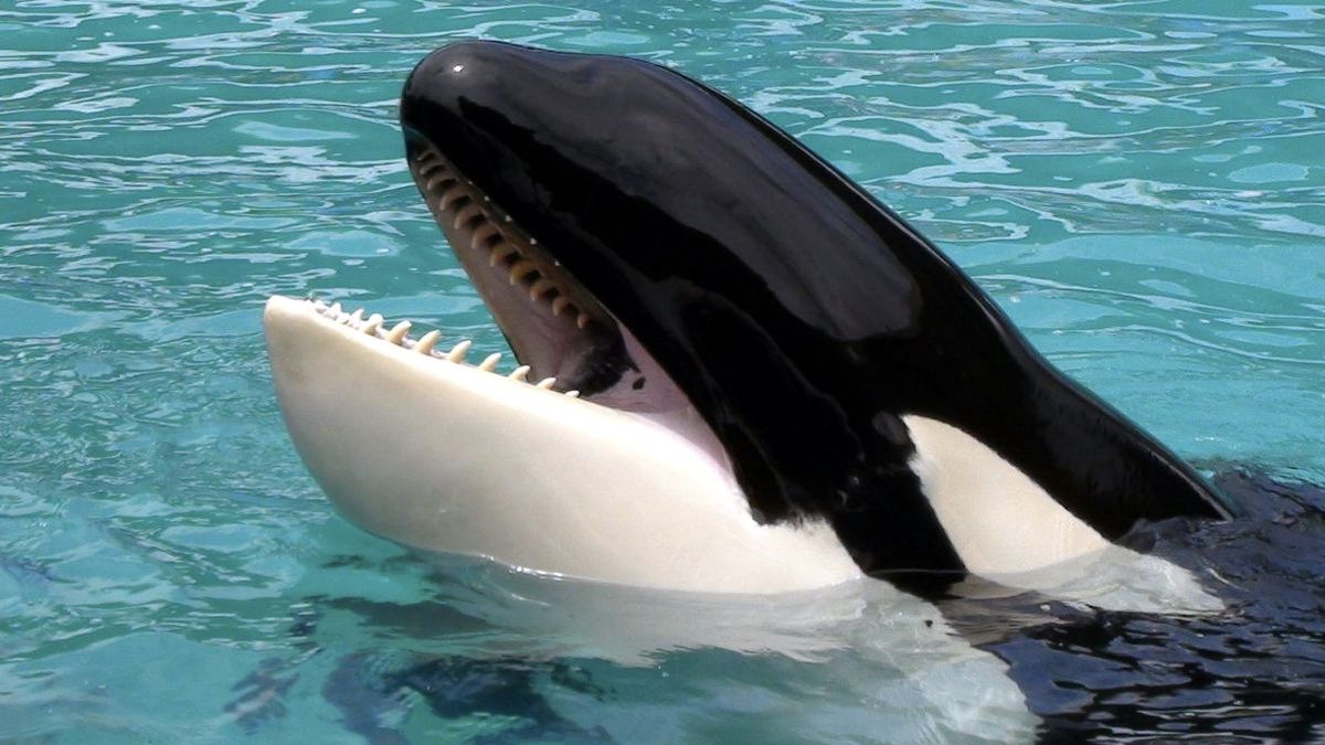 Hallazgo histórico: primer video de una orca devorando a un gran ...