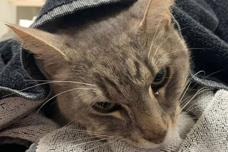 Verdadero héroe: Arthur, el gato que salvó a dos niños de una serpiente
