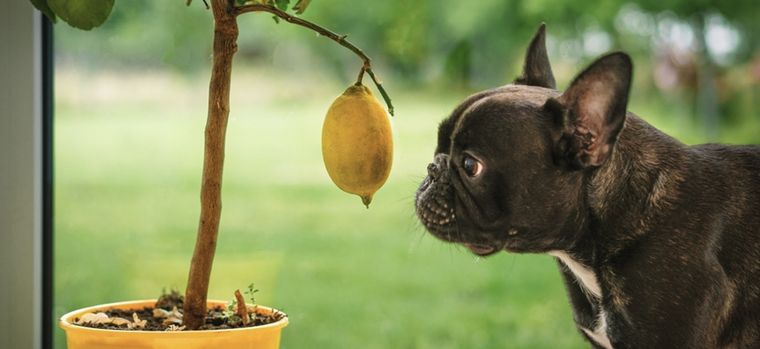 Esta es la razón por la cual tu perro no puede comer limón
