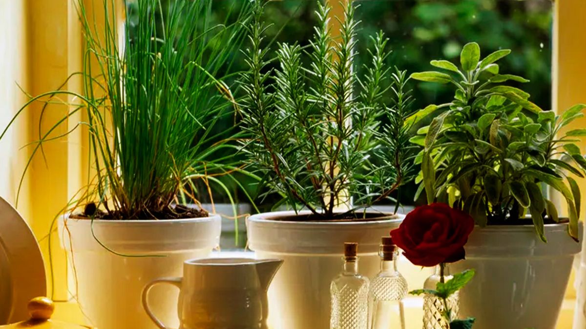Cinco plantas de interior comestibles y para decorar