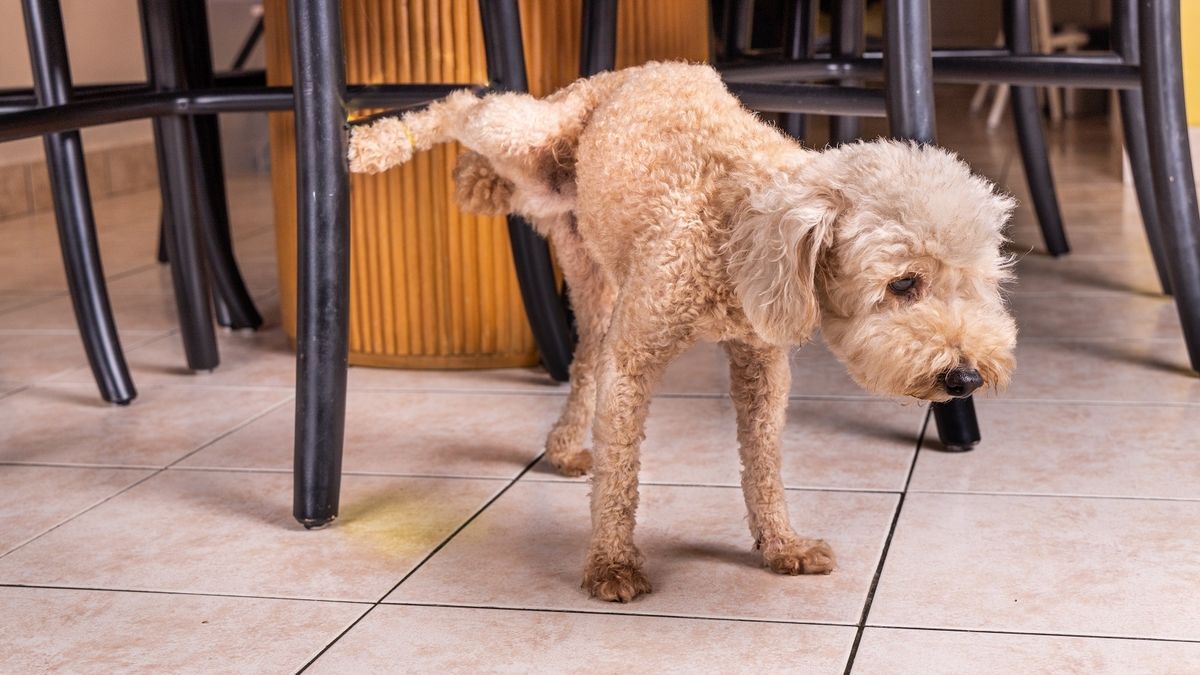 Con este truco casero podrás evitar que tus mascotas orinen dentro de ...