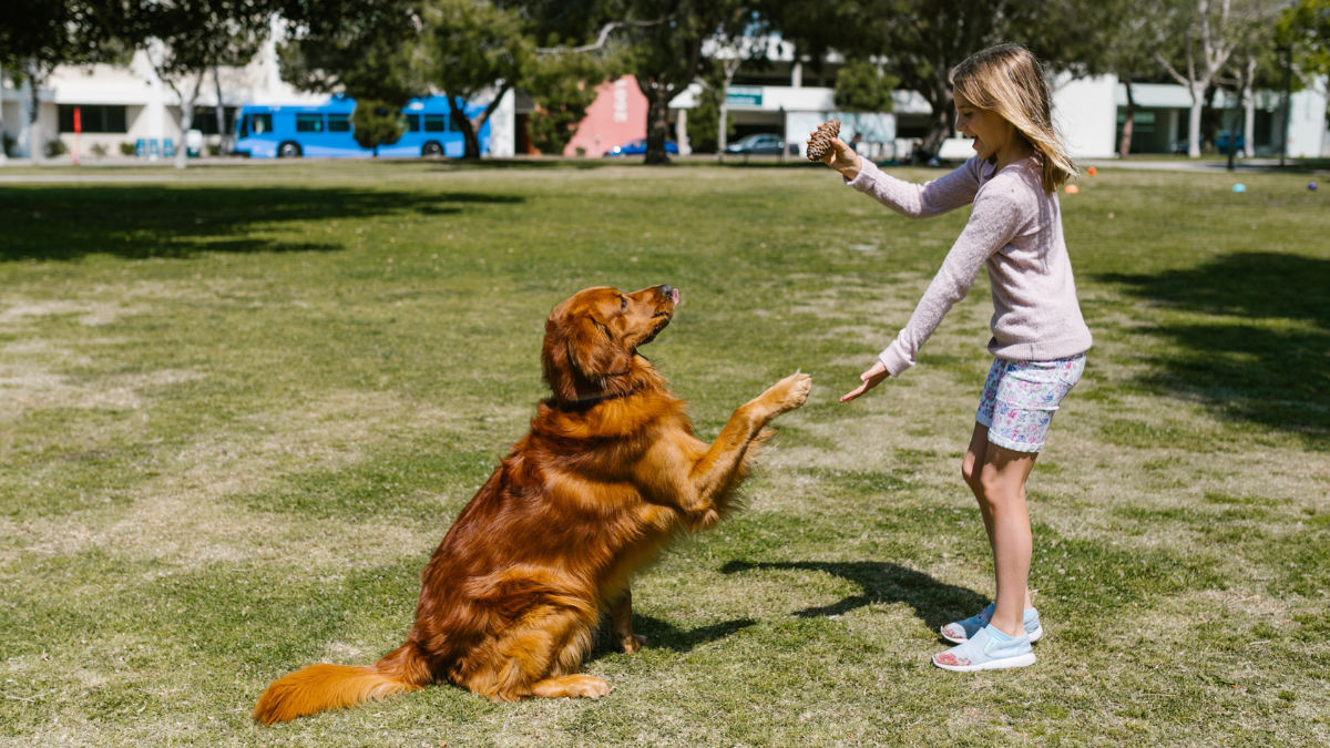 Mascotas: se reveló que estar con tu perro puede aliviarte el estrés