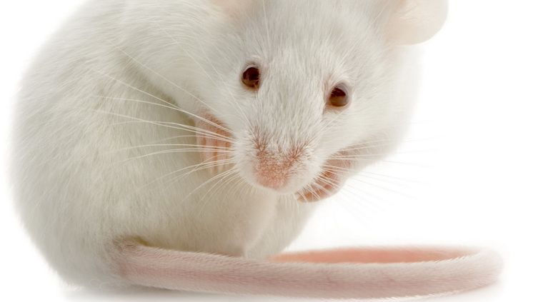 Impresionante: lograr mover la cola de una rata con la mente humana