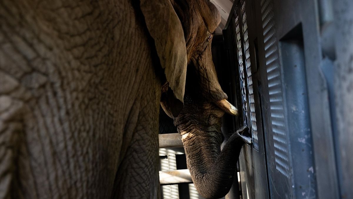 Pupy, la última elefanta del Ecoparque llegó al Santuario de Brasil