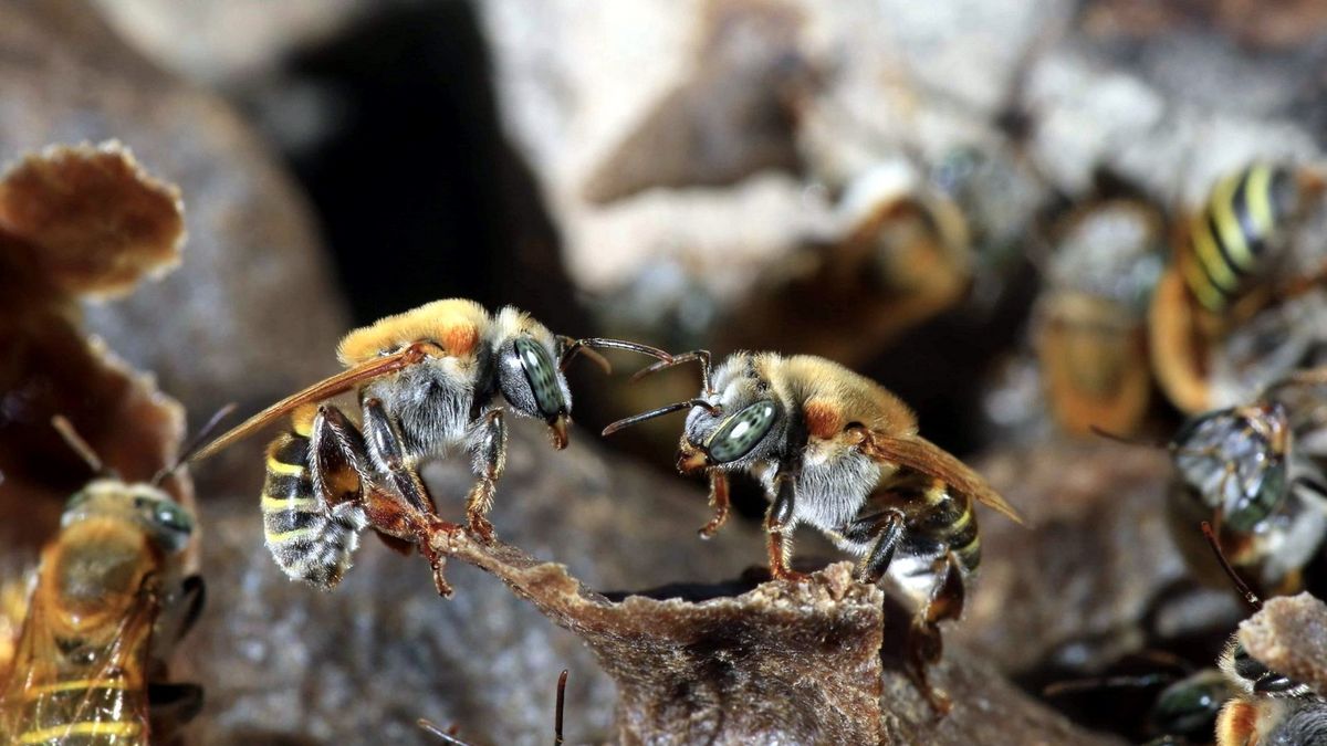 Se conocen más detalles extraordinarios sobre la danza de las abejas