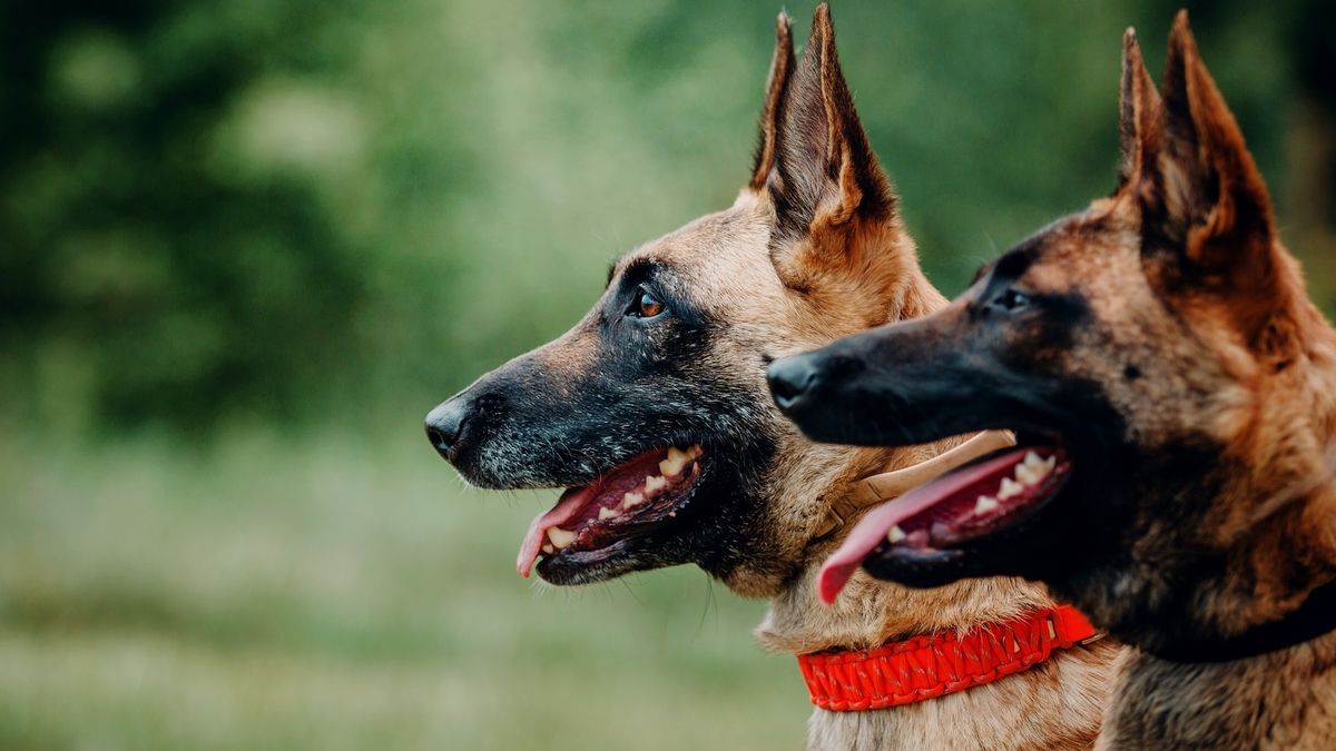 Estas razas de perros son los mejores guardianes, ¿las conoces?