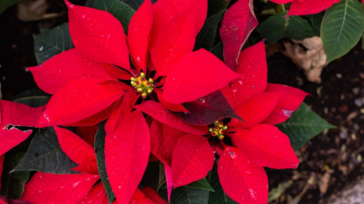 Todos los cuidados de la flor de Nochebuena, la planta que decora los ...