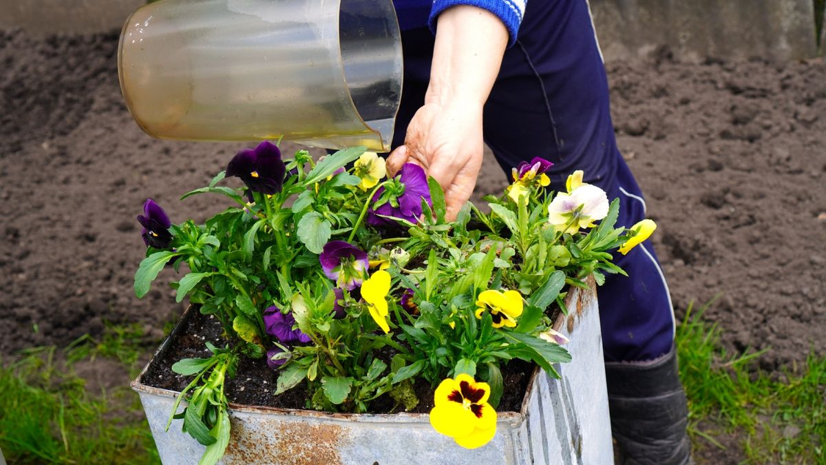 El abono casero que es mágico para las plantas marchitas o con raíces ...