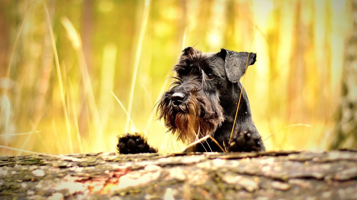 Mascota: ¿qué quiere decir el nombre “Firulais” en los perros?