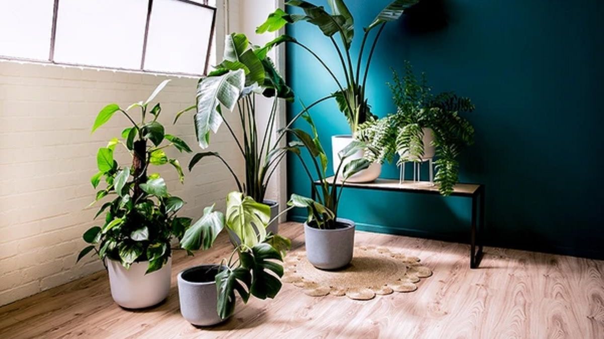 Los errores más comunes que pueden llegar a matar tus plantas de interior