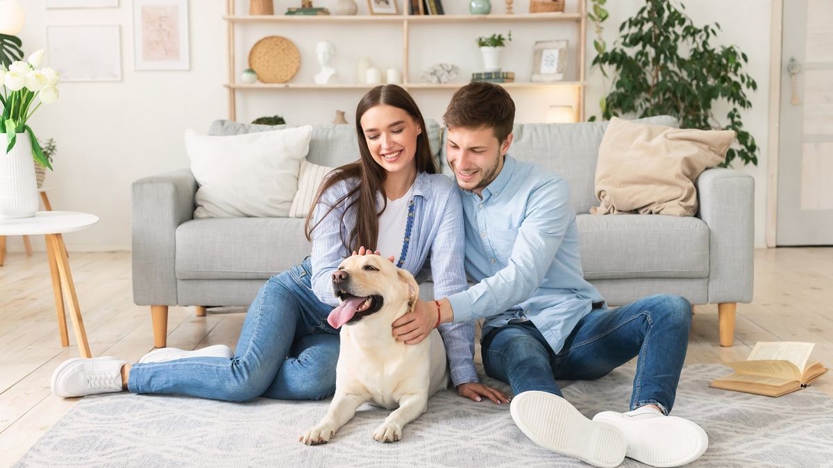 Conoce cuáles son las 5 razas de perros más elegidas en el mundo