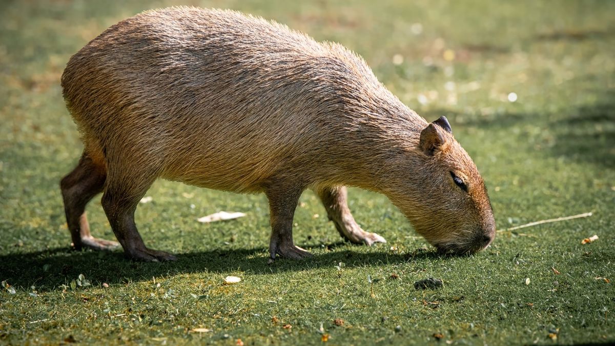 El rescate de un carpincho que quedó atrapado en una cisterna en Nordelta
